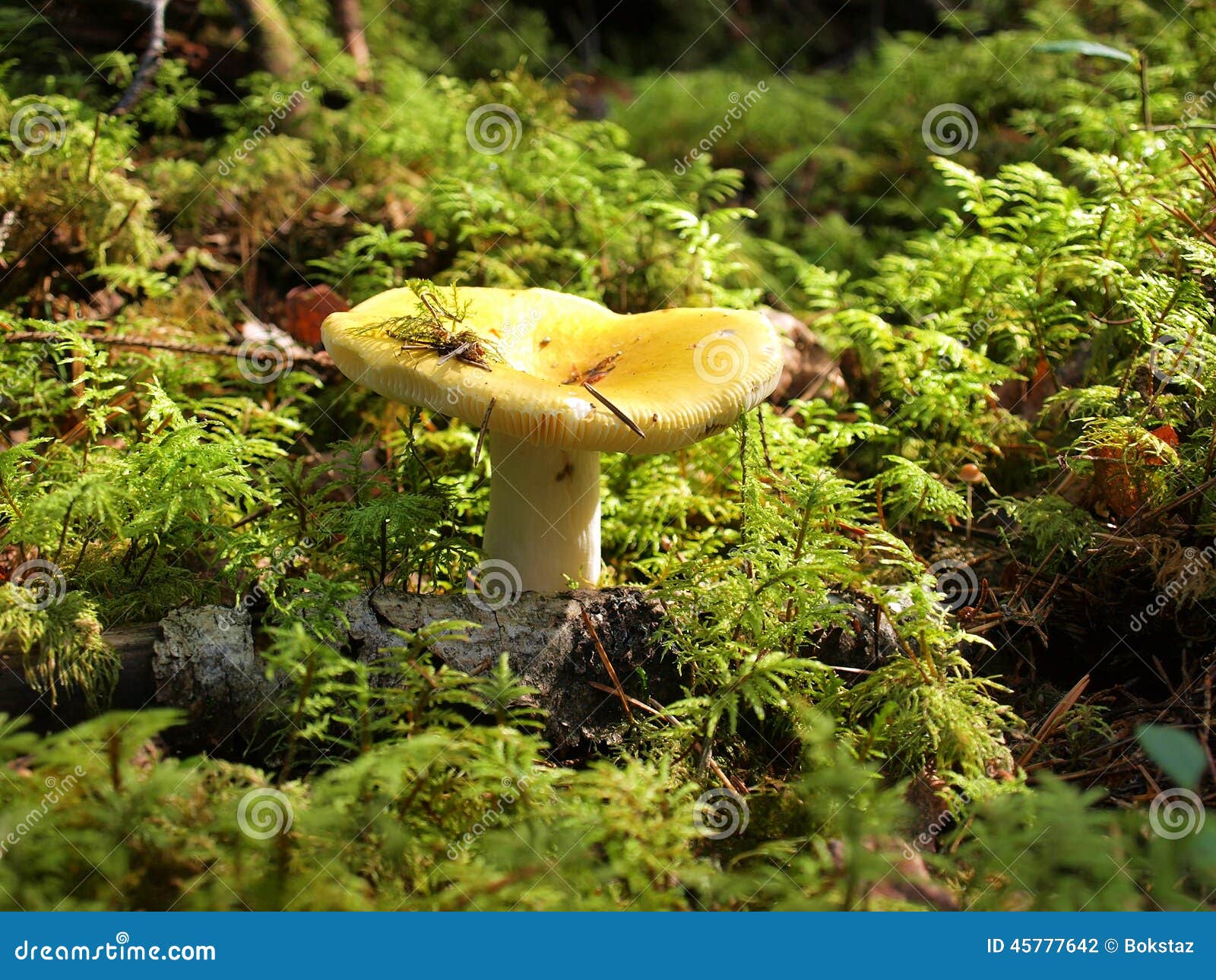 Yellow Russula Vesca, Known By The Common Names Of Bare-toothed Russula ...