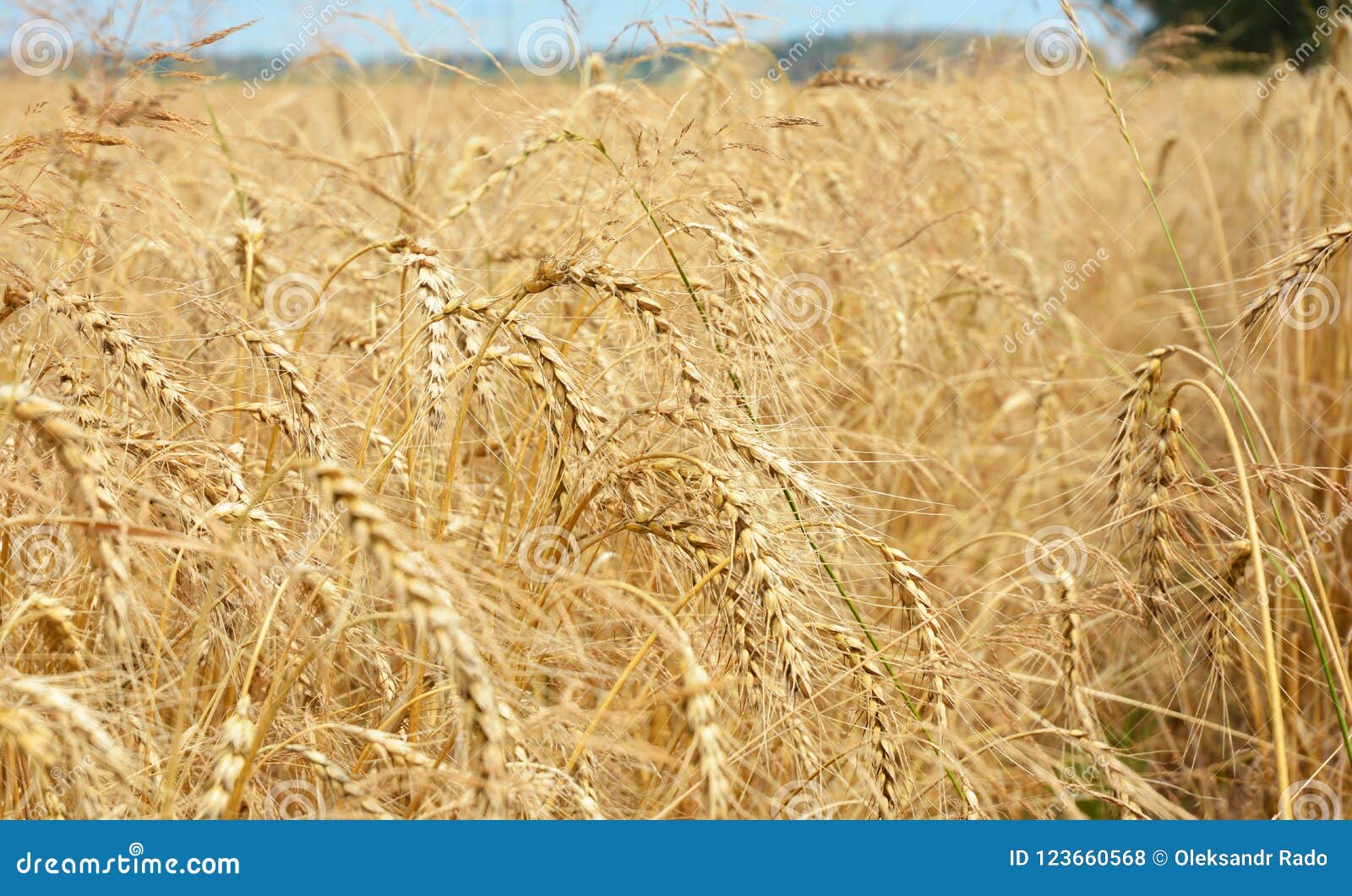 Rye Grain Harvest on Rye Field Landscape Stock Photo - Image of seed ...