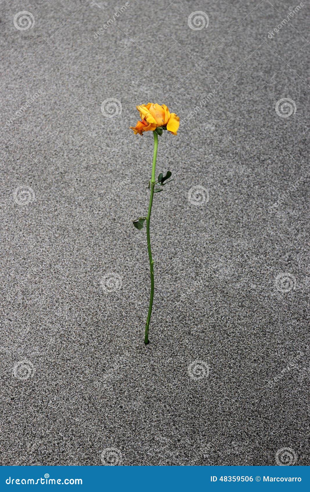 Yellow sad rose stock photo. Image of overblown, aloneness - 48359506