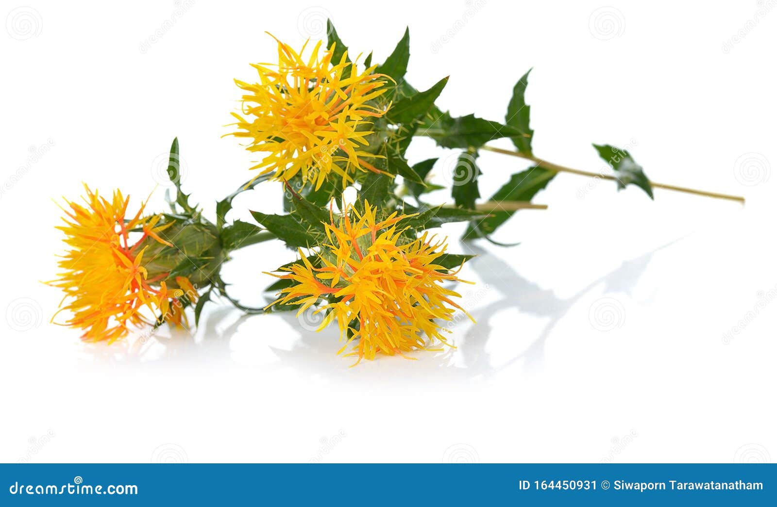 Yellow Safflower Isolated on White Background Stock Image - Image of ...