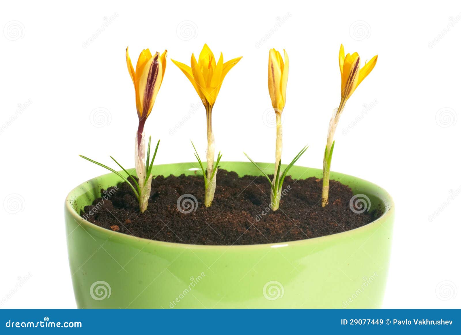 Yellow saffrones stock image. Image of leaf, blooming - 29077449