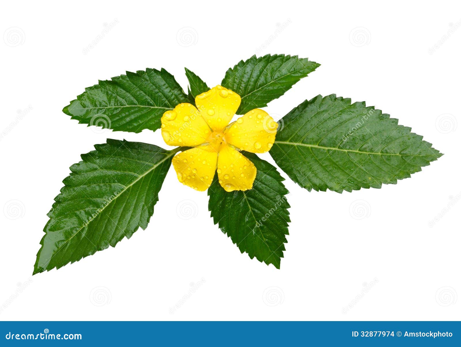 Yellow Sage Rose Flower with Dew on White Background Stock Photo ...
