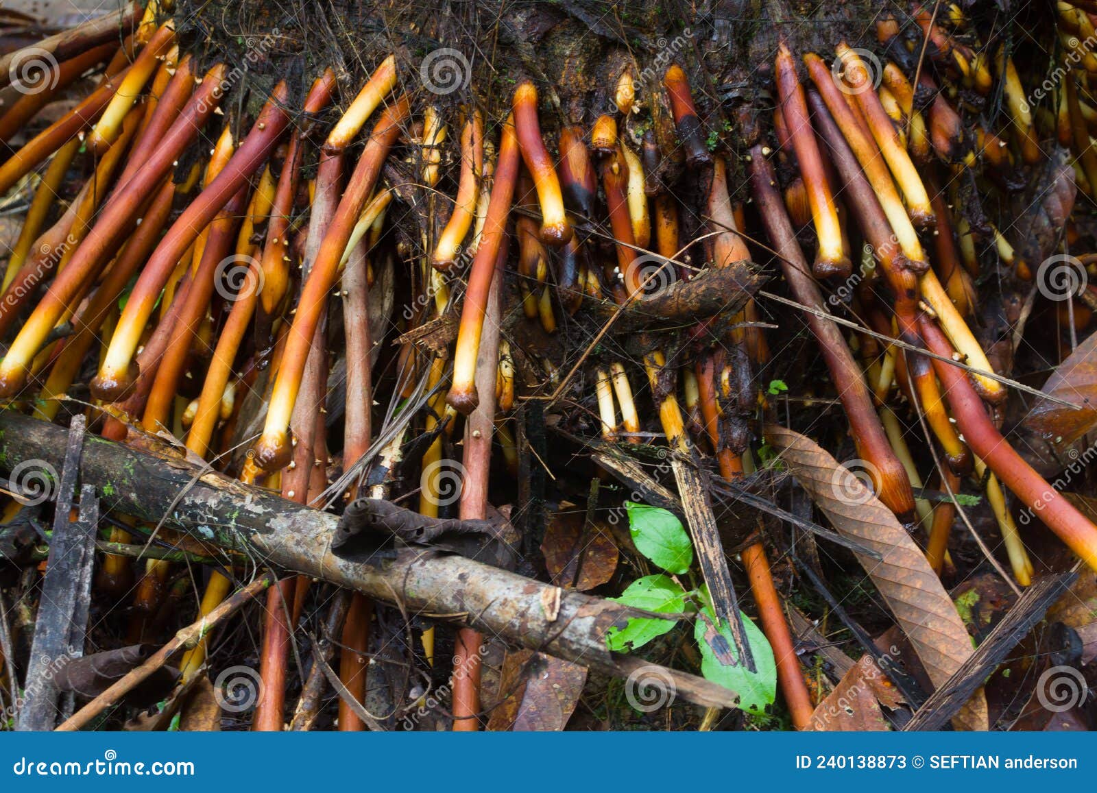 Yellow Sago Palm or Sago Palm Roots Stock Image - Image of plant, food ...