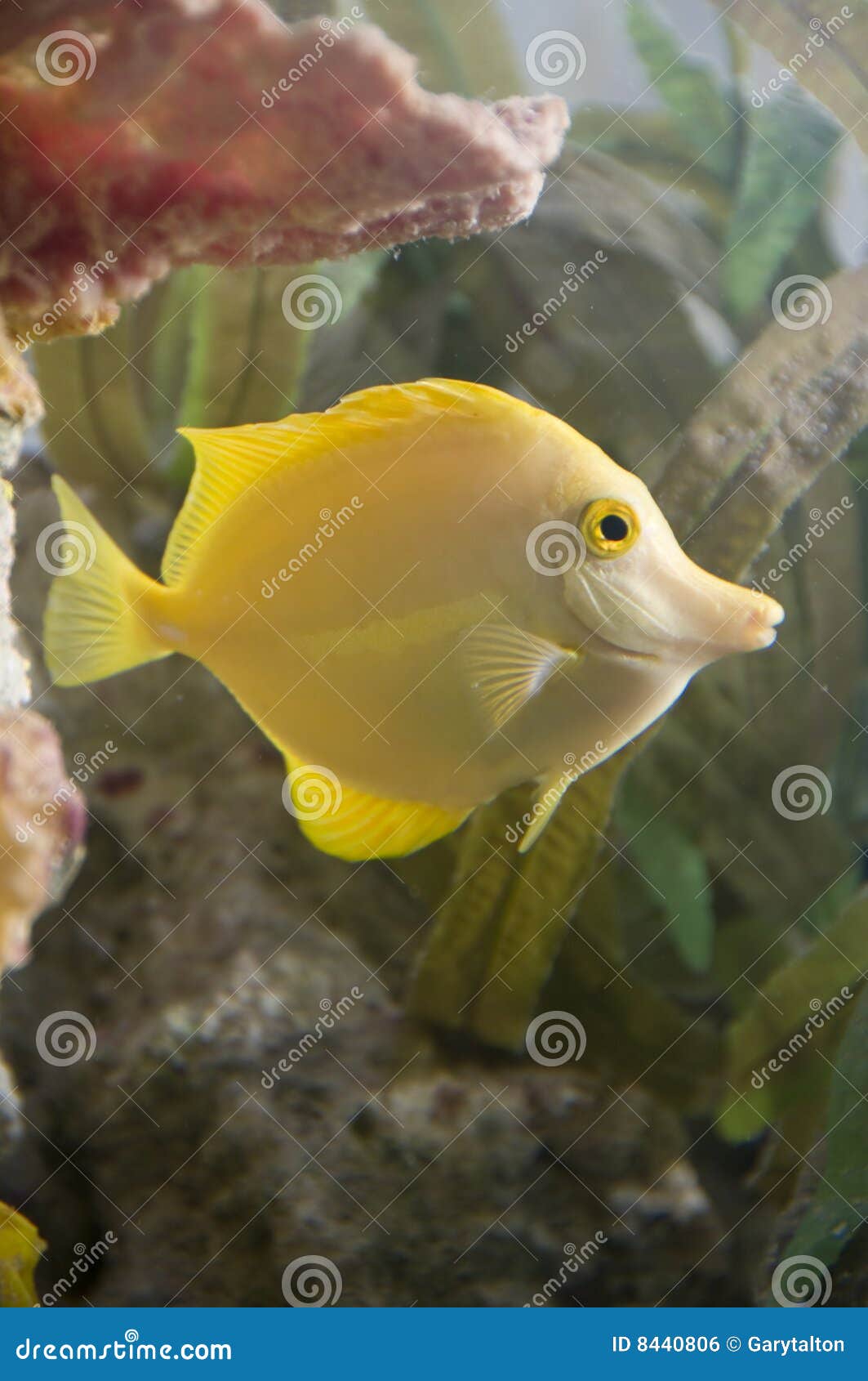 Yellow Sailfin Tang Fish stock photo. Image of yellow - 8440806