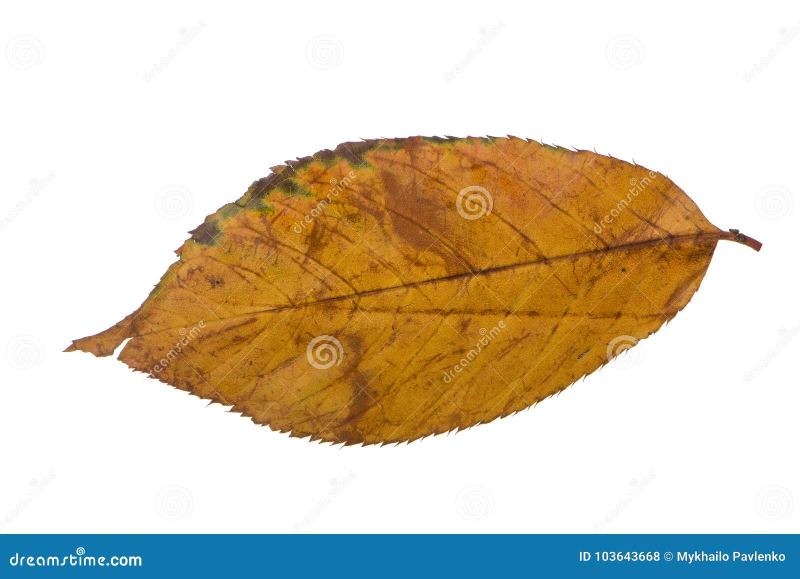 Yellow Sakura Leaf Isolated on White Background Stock Photo - Image of ...