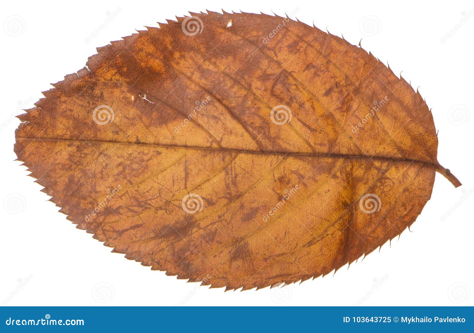 Yellow Sakura Leaf Isolated on White Background Stock Image - Image of ...