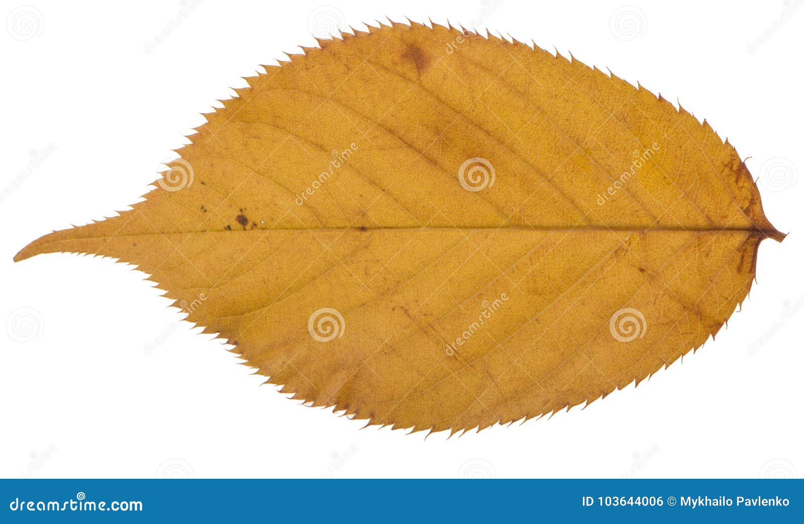 Yellow Sakura Leaf Isolated on White Background Stock Photo - Image of ...