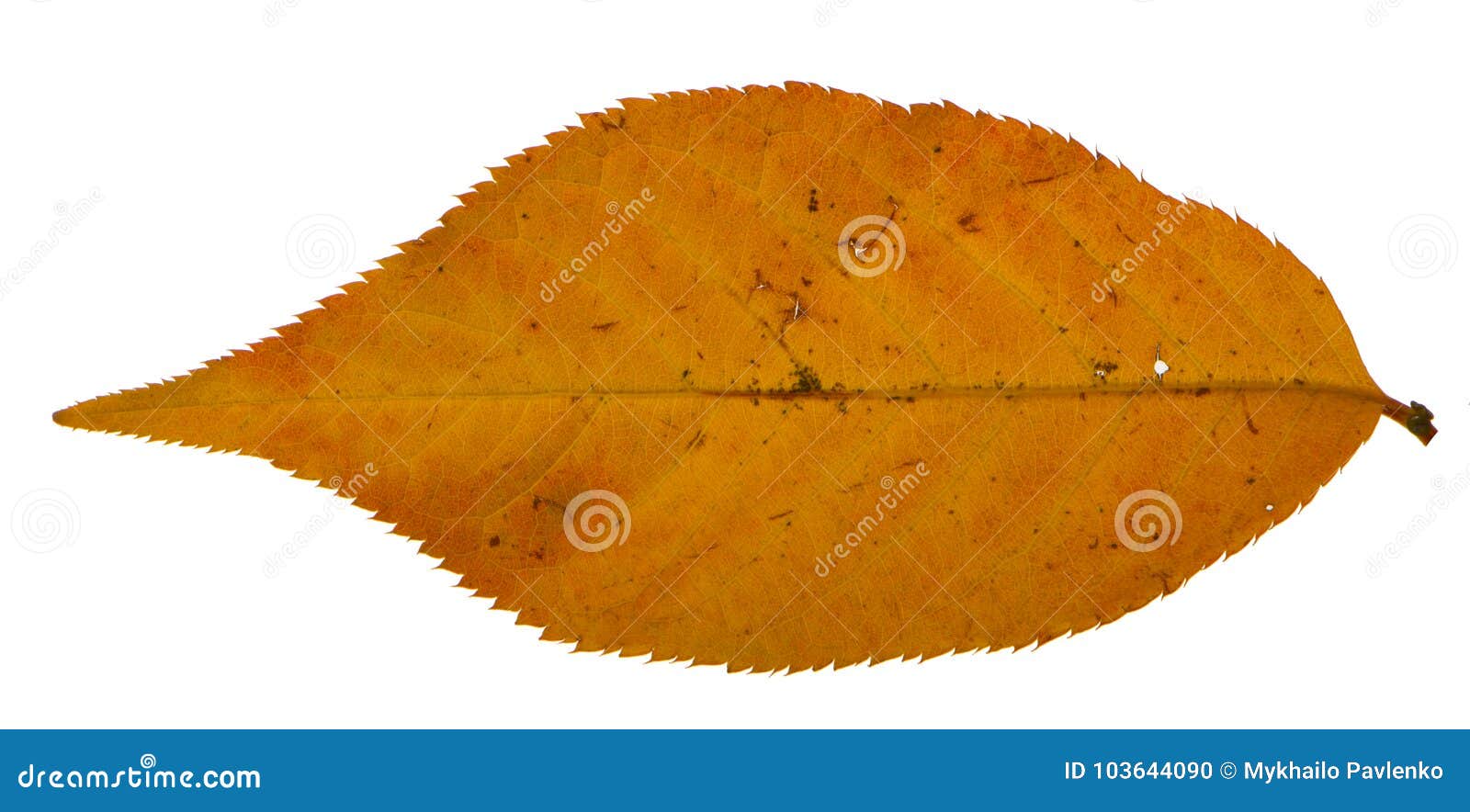 Yellow Sakura Leaf Isolated on White Background Stock Photo - Image of ...