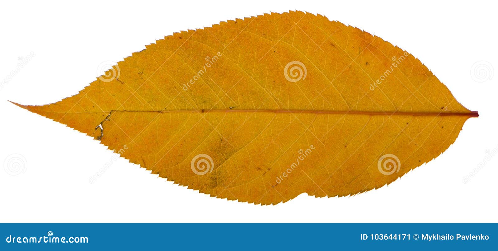 Yellow Sakura Leaf Isolated on White Background Stock Image - Image of ...