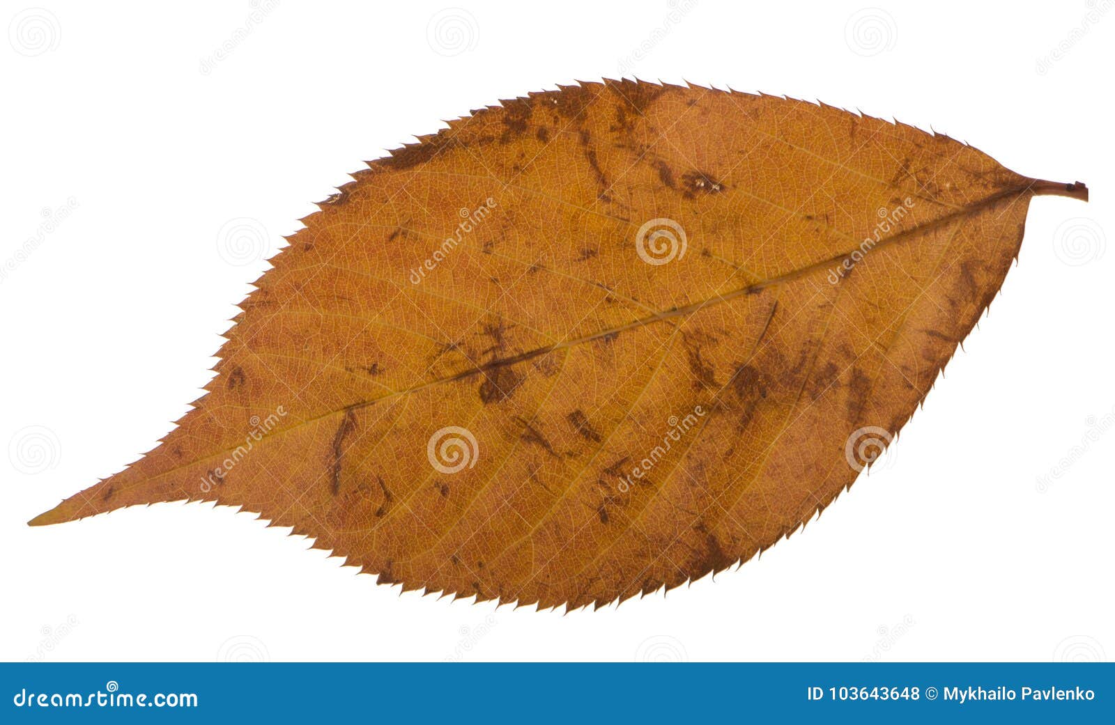 Yellow Sakura Leaf Isolated on White Background Stock Photo - Image of ...