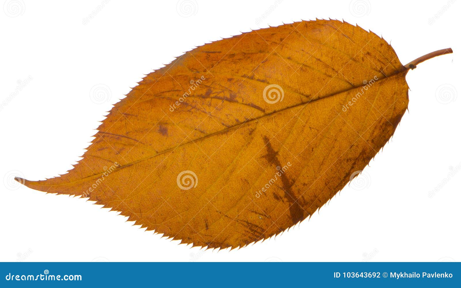 Yellow Sakura Leaf Isolated on White Background Stock Photo - Image of ...