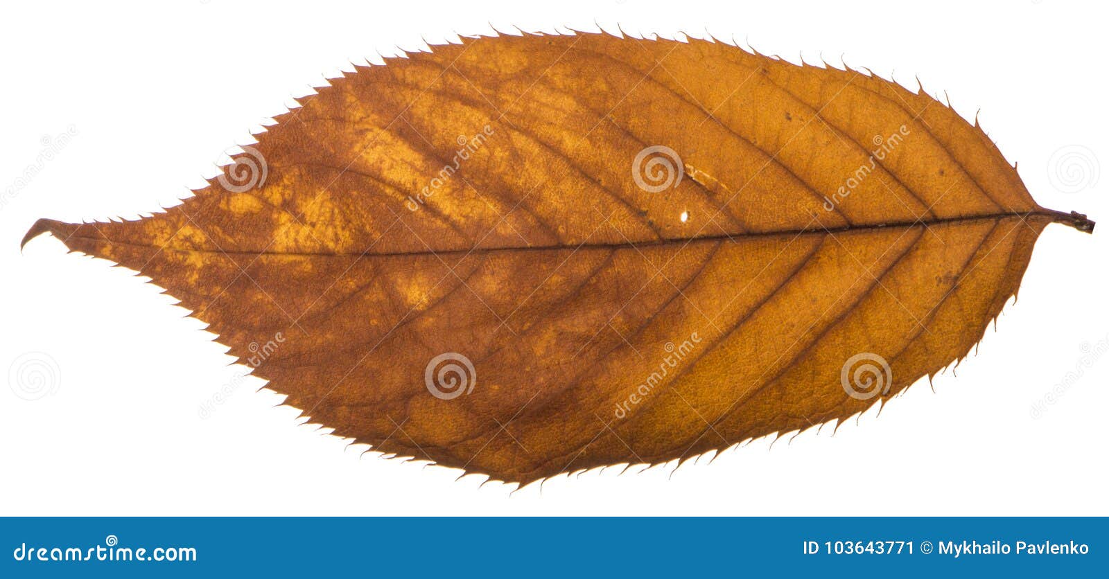 Yellow Sakura Leaf Isolated on White Background Stock Image - Image of ...