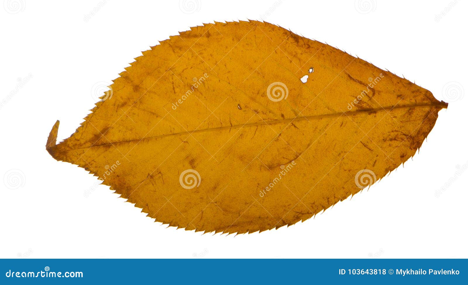 Yellow Sakura Leaf Isolated on White Background Stock Photo - Image of ...