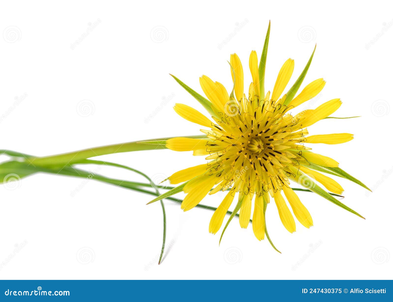 Yellow salsify flower stock image. Image of fistulous - 247430375