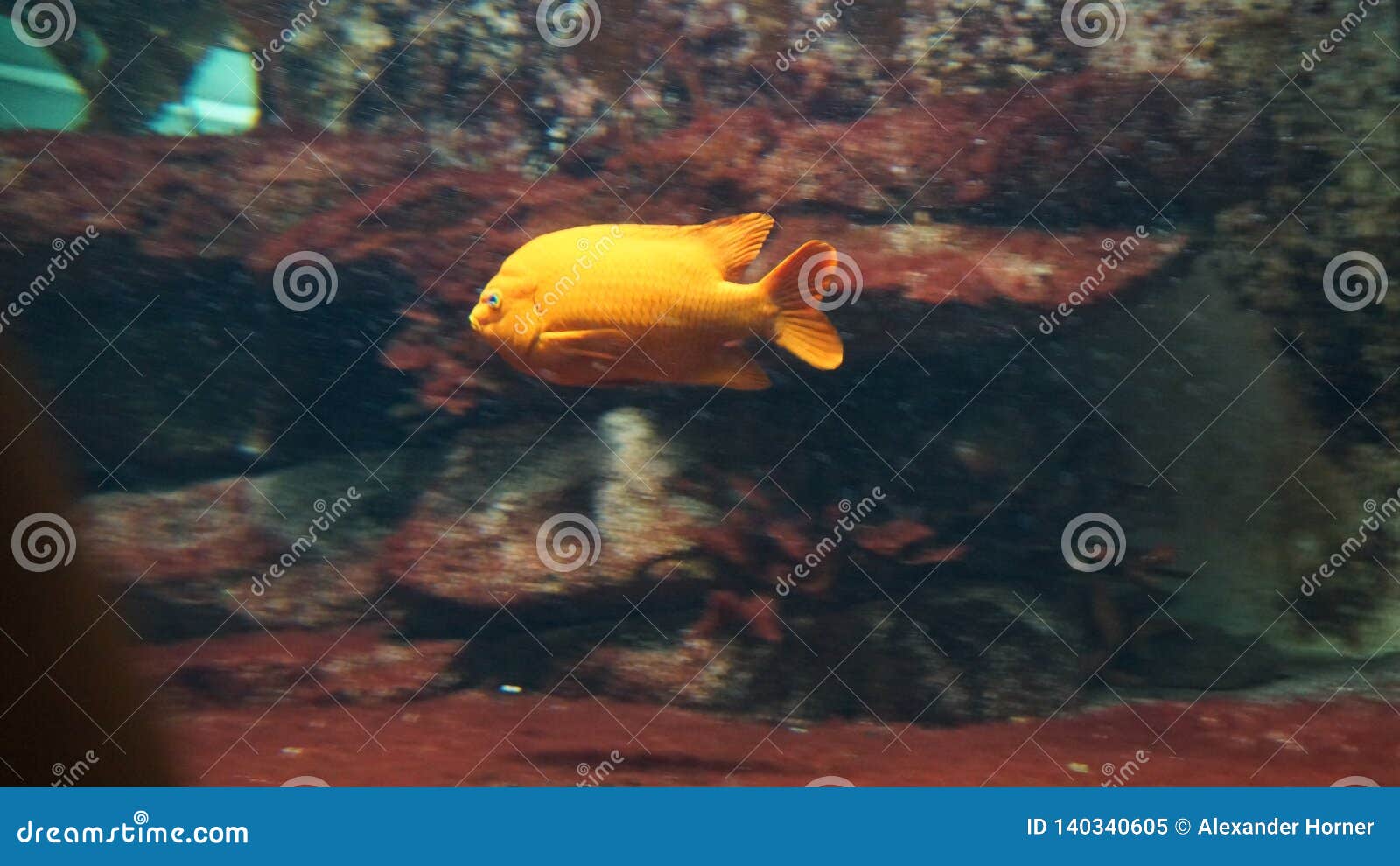 Yellow Salt Water Fish in Front of Reef Stock Image - Image of ...