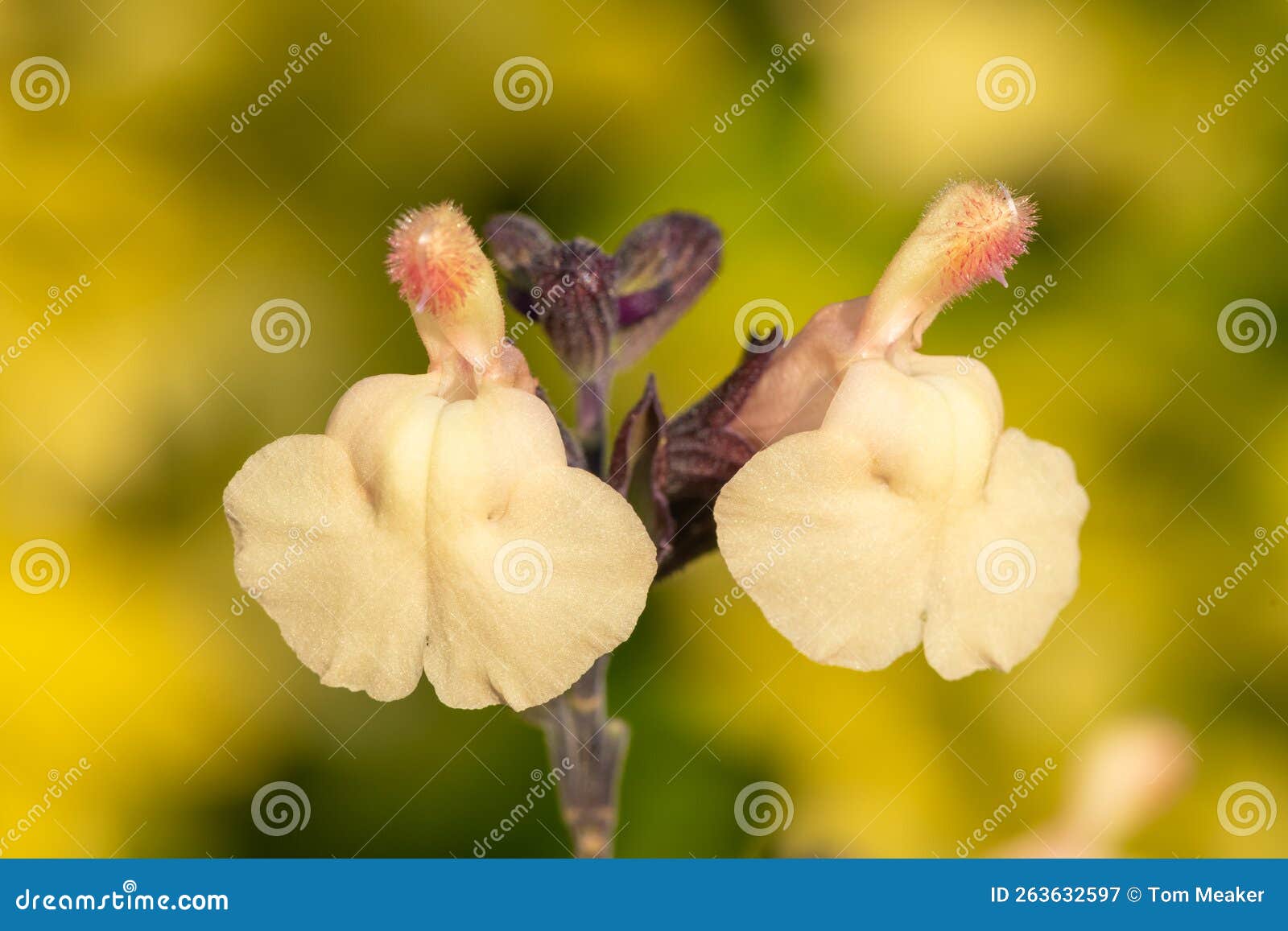 Yellow salvia flowers stock image. Image of bright, lamiaceae - 263632597