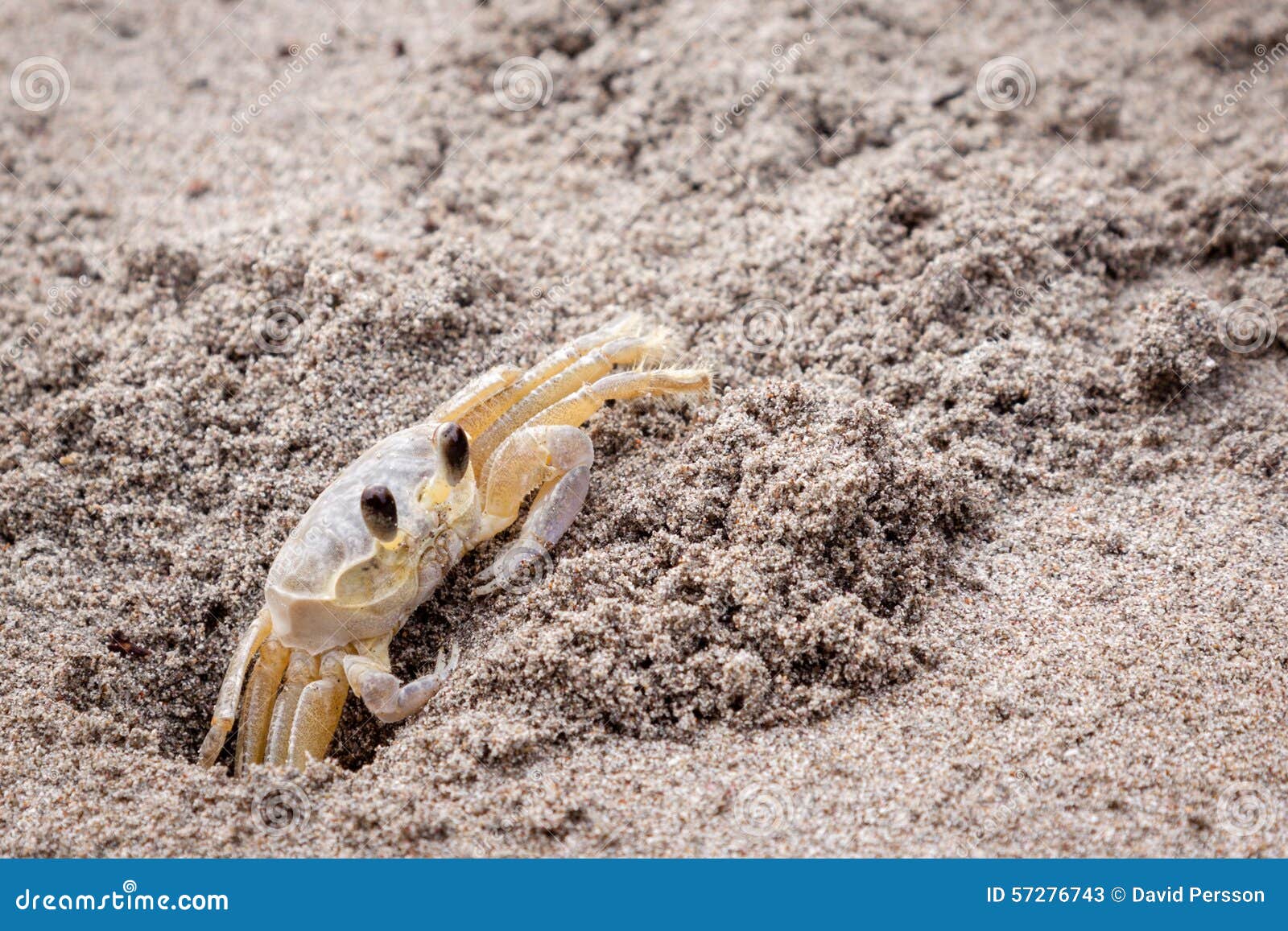Yellow sand crab digging stock image. Image of digging - 57276743