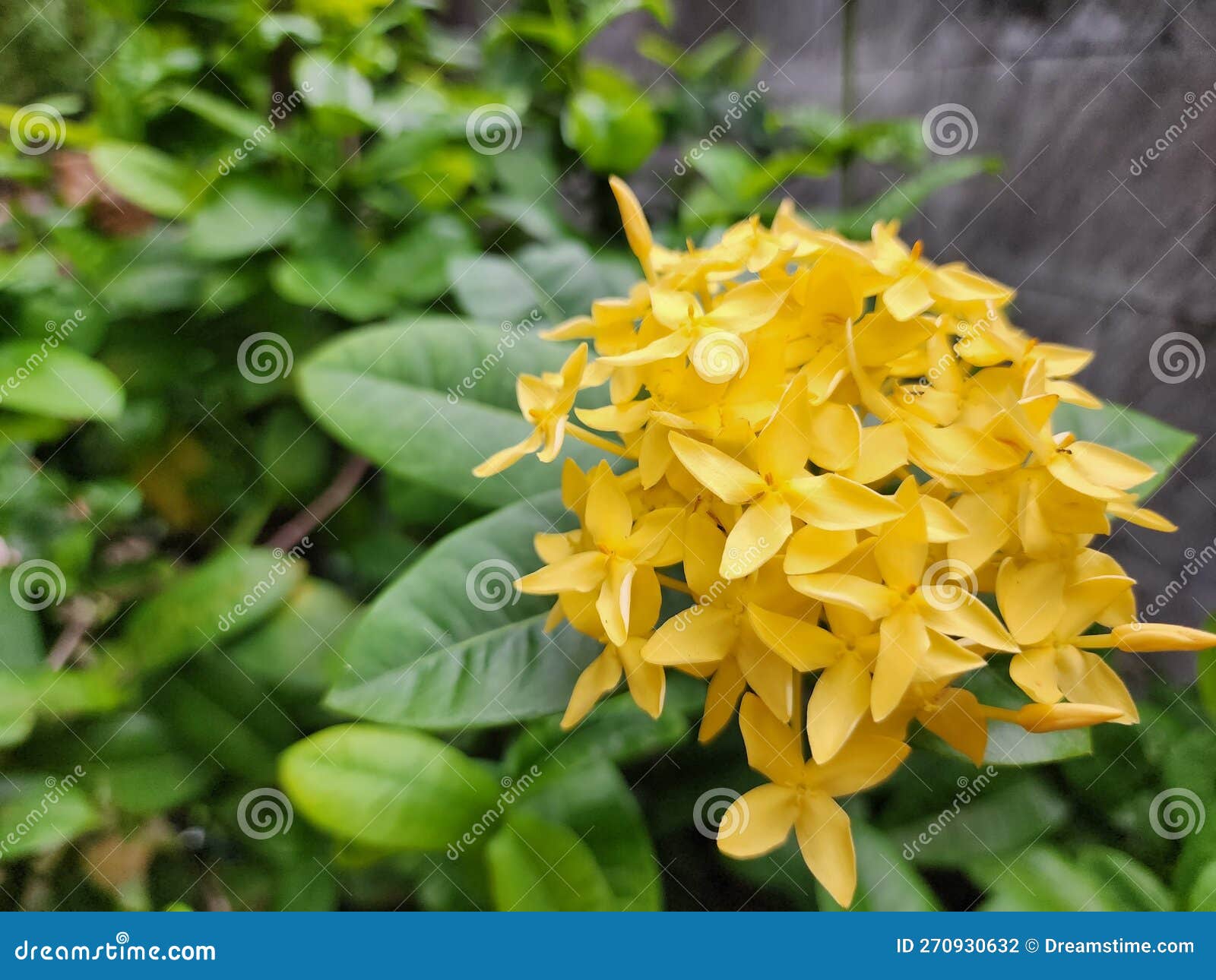 Saraca Asoca Flower stock photo. Image of saraca, yellow - 270930632