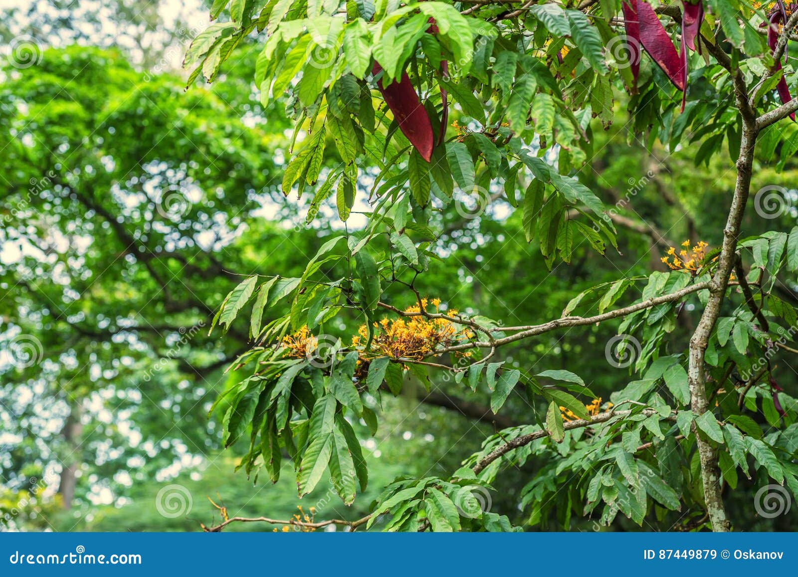 Yellow Saraca or Saraca Thaipingensis Stock Image - Image of bright ...