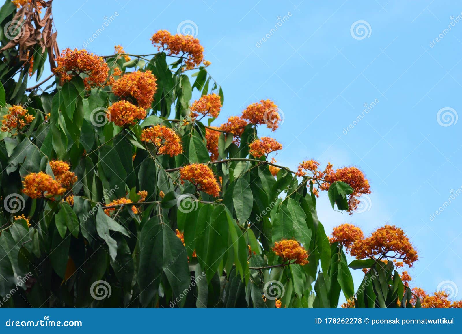 Yellow Saraca or Saracca Thaipingensis Cantley Ex Prain Stock Photo ...