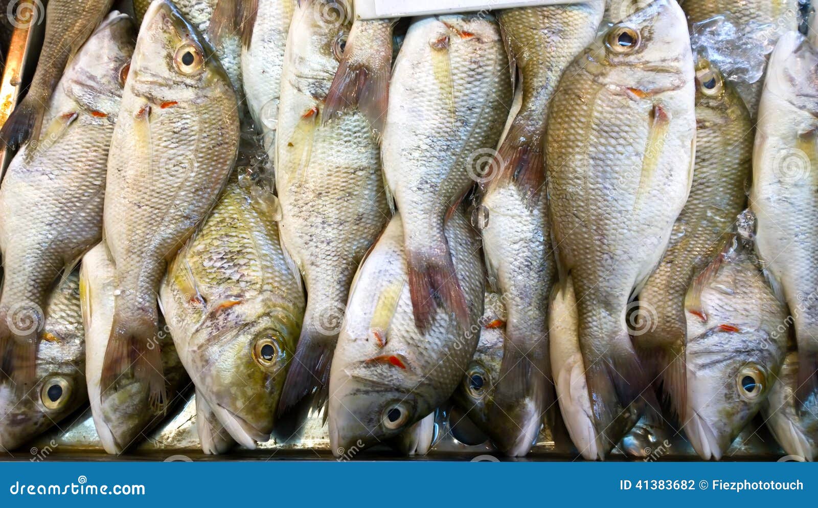 Yellow scad fish stock photo. Image of torpedo, fish - 41383682