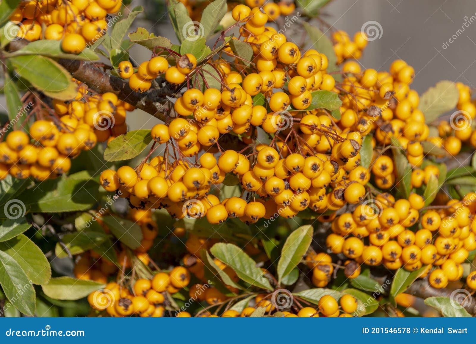 Yellow scarlet firethorn stock photo. Image of firethorn - 201546578