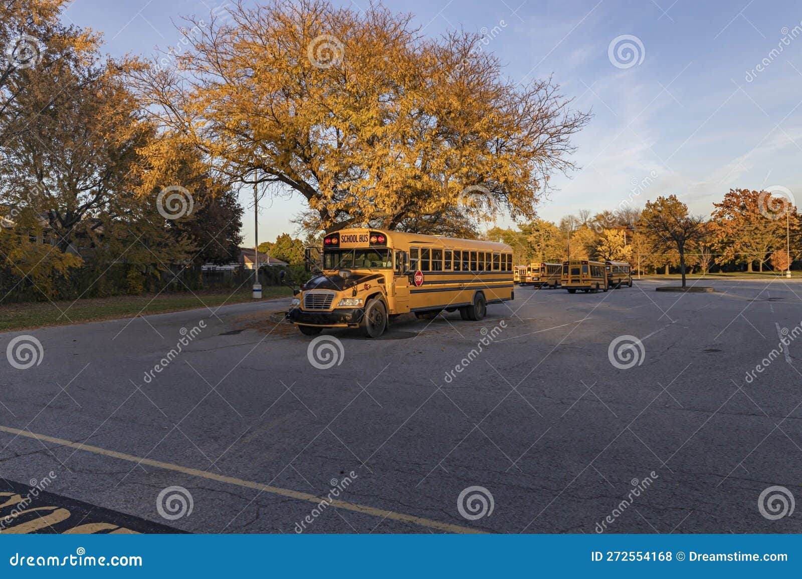 Yellow School Buses are in the Parking. Stock Photo - Image of lane ...