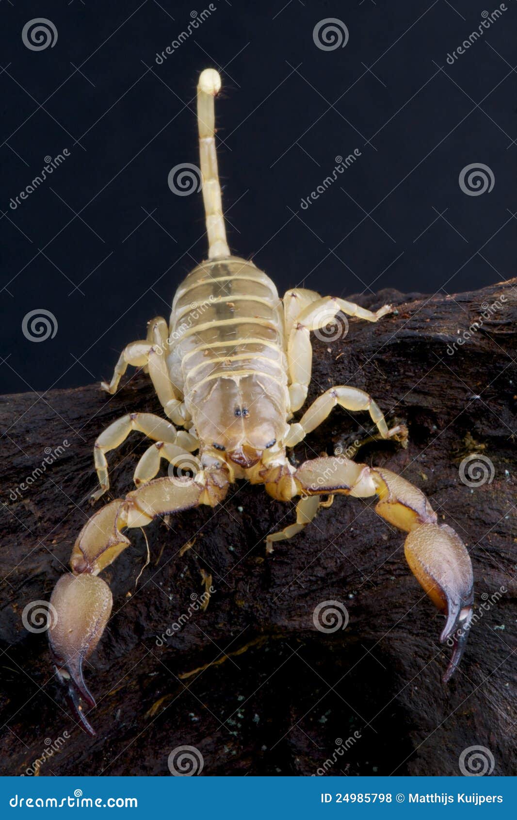 Chlorotoxin Scorpion Toxin. Peptide Toxin Present In Deathstalker ...
