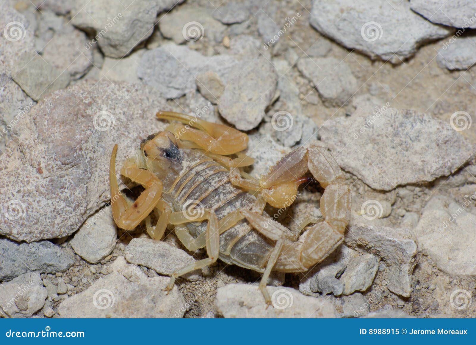 Yellow scorpion stock image. Image of scorpion, wild, stinger - 8988915