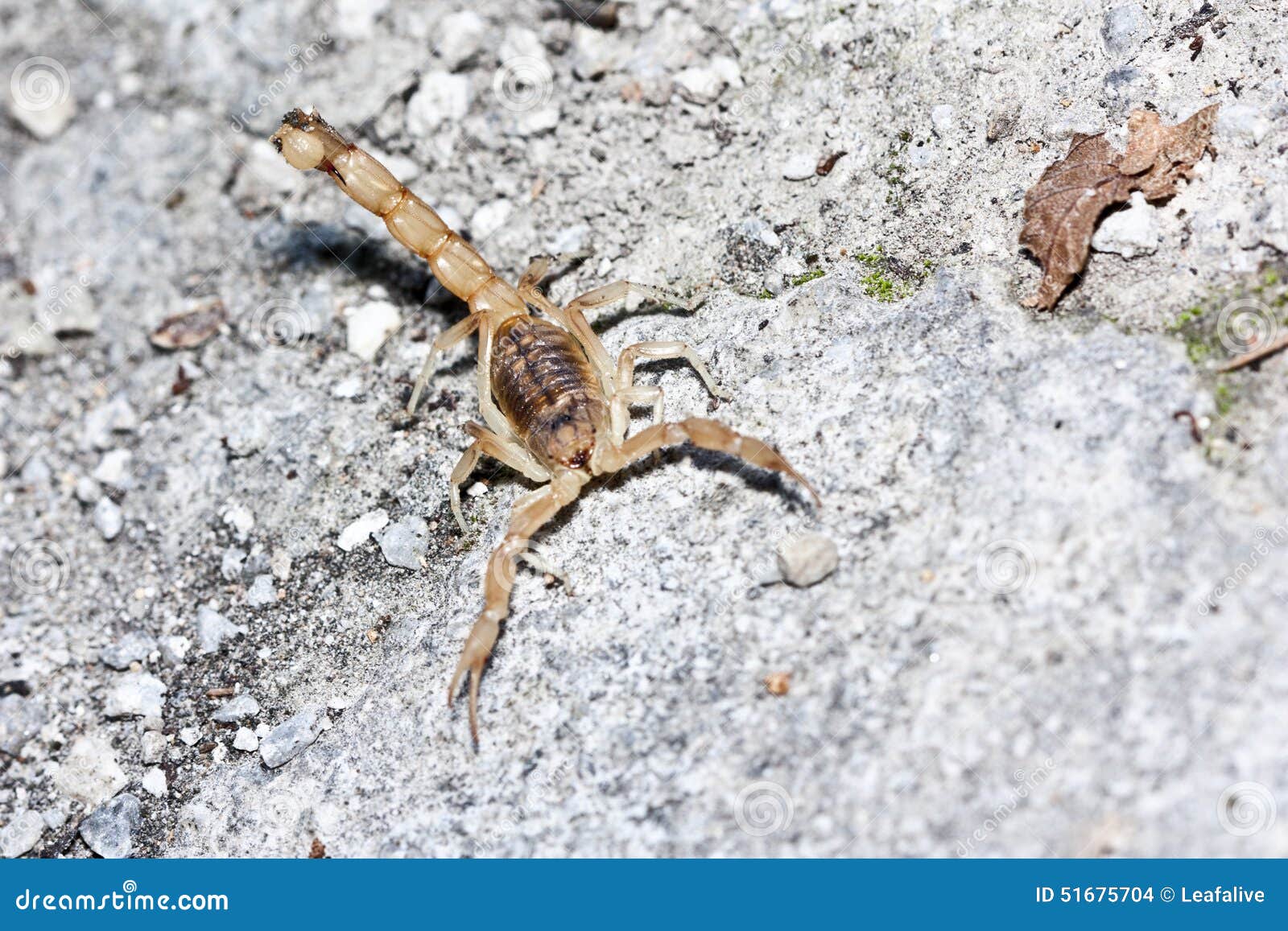 Yellow Scorpion, Buthus Occitanus Stock Photo - Image of scorpion ...