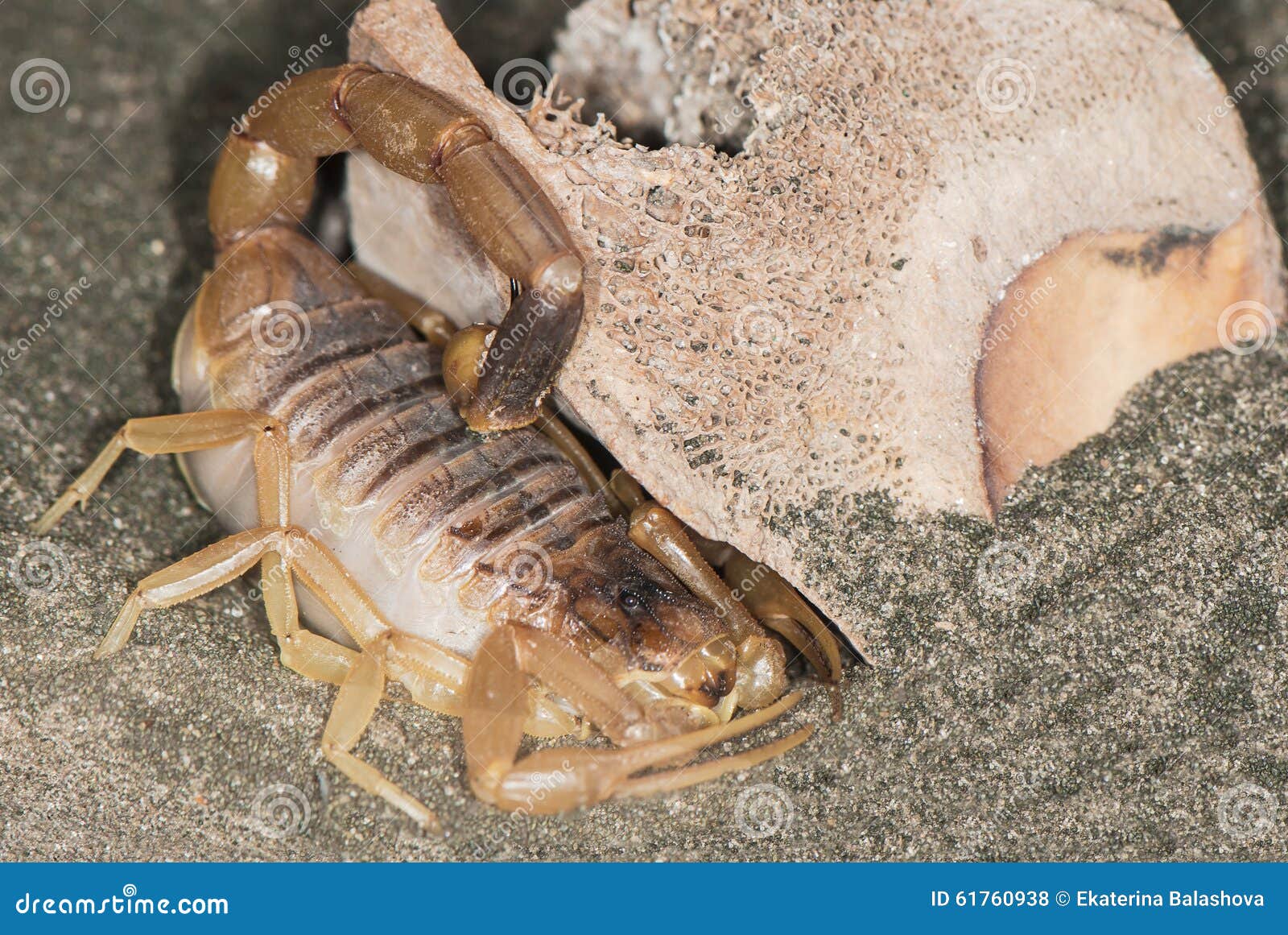 Yellow scorpion on a sand stock photo. Image of spiked - 61760938