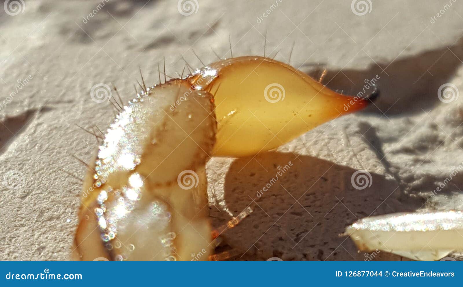 Top View Of Deathstalker On Green Leaf In Nature. Leiurus ...