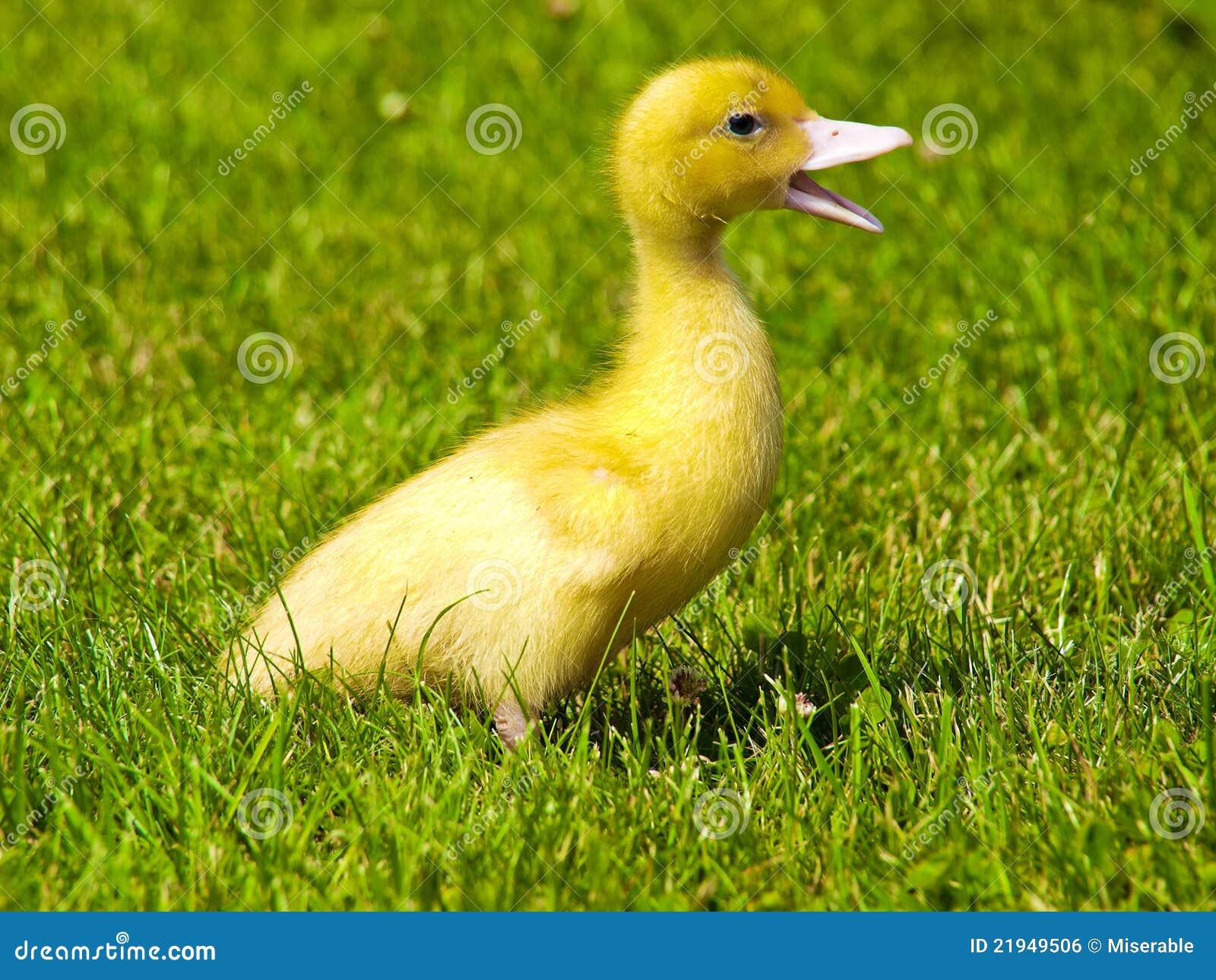 Yellow screaming duck stock photo. Image of feather, plume - 21949506