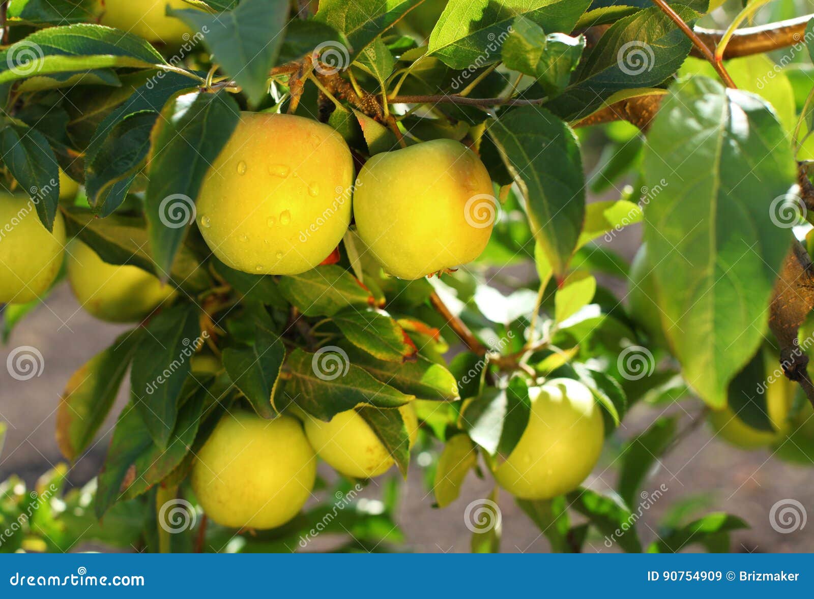 Yellow Scythian Gold Apples on Apple Tree Branch. Stock Image - Image ...