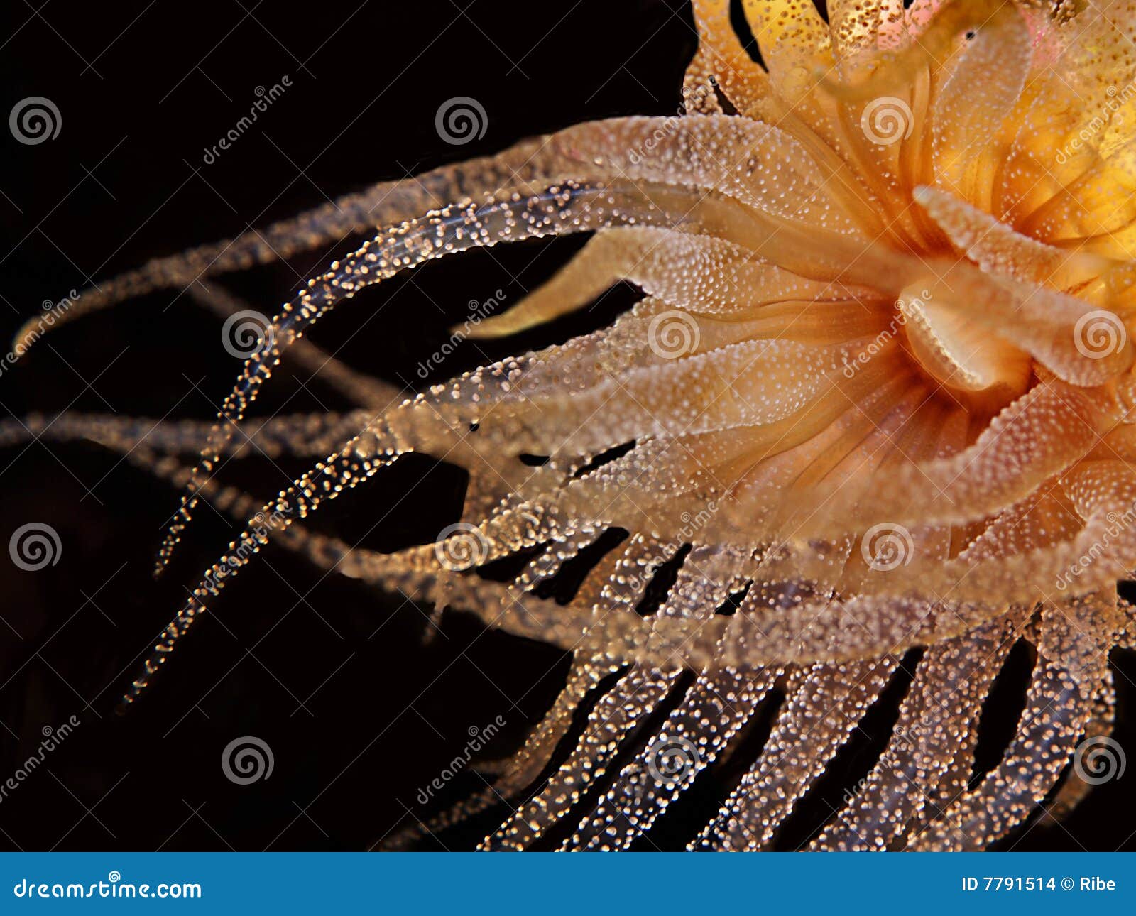 Yellow Sea Anemone stock photo. Image of macro, ecotourism - 7791514