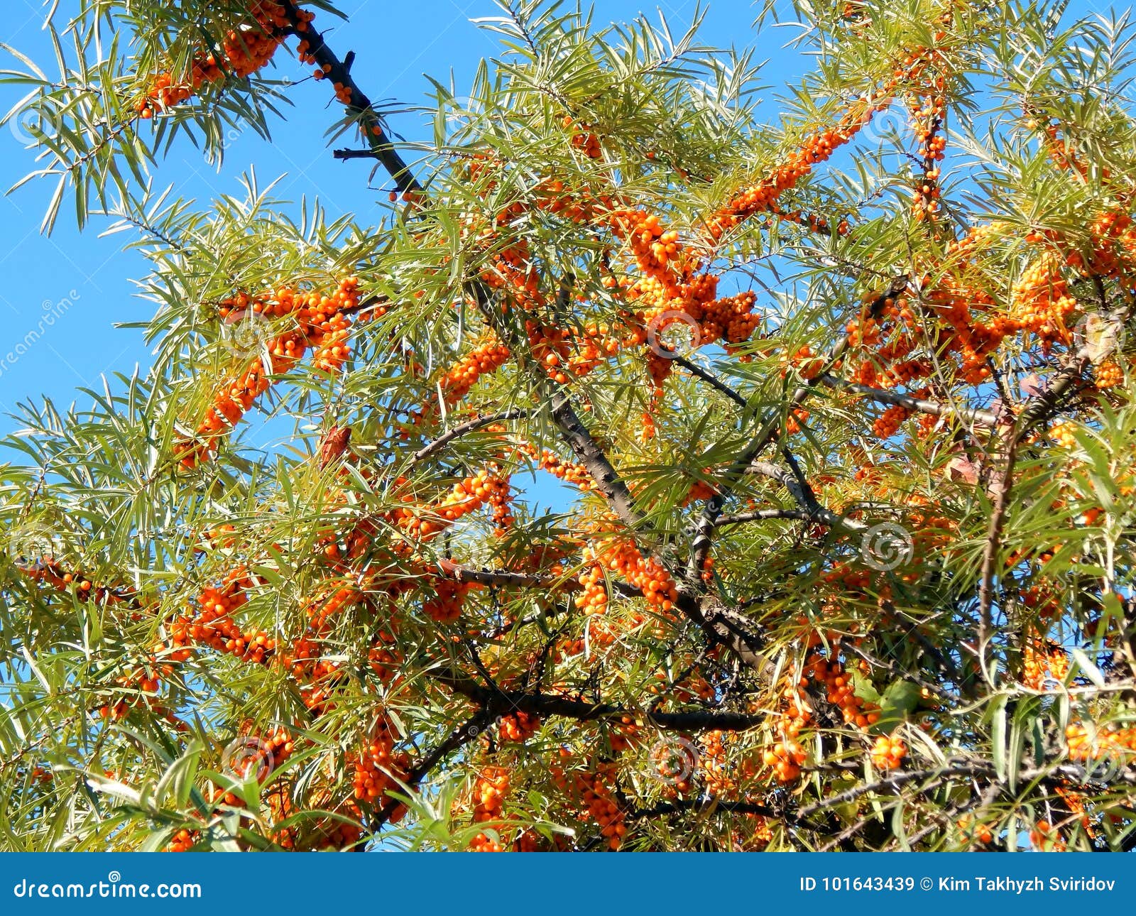 Yellow Sea-buckthorn Berries on the Branches of a Tree Stock Image ...