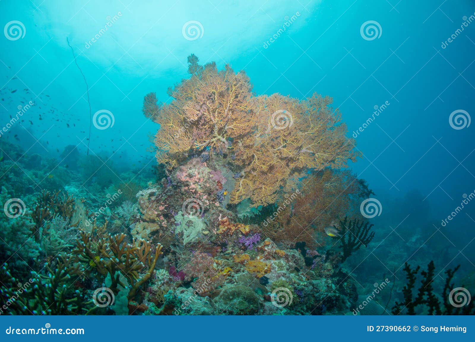 Yellow sea fan stock photo. Image of coral, fish, angle - 27390662