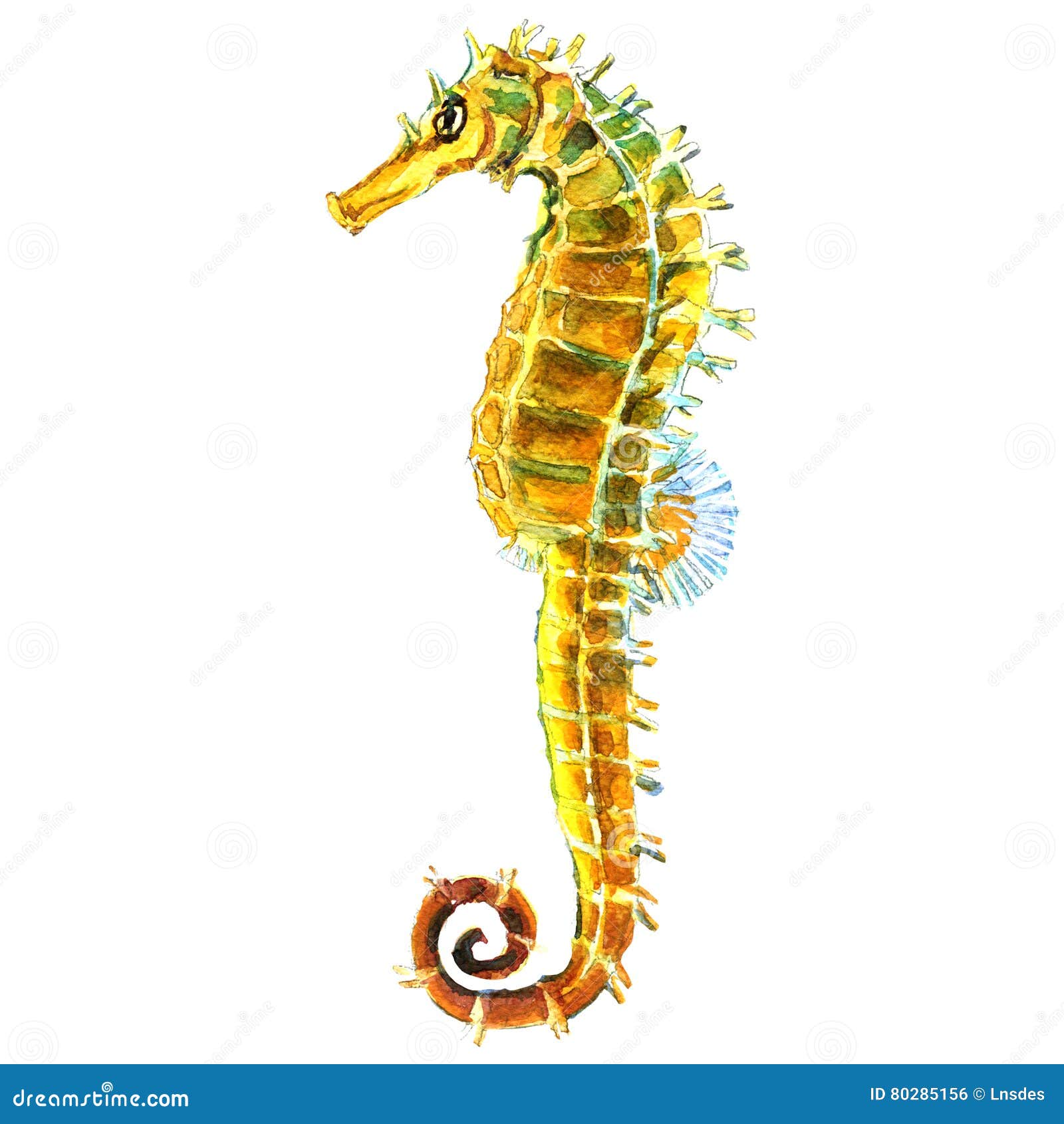 Yellow Sea Horse, Seahorse Isolated, Watercolor Illustration on White ... Yellow Sea Horse, Seahorse Isolated, Watercolor Illustration on White ...