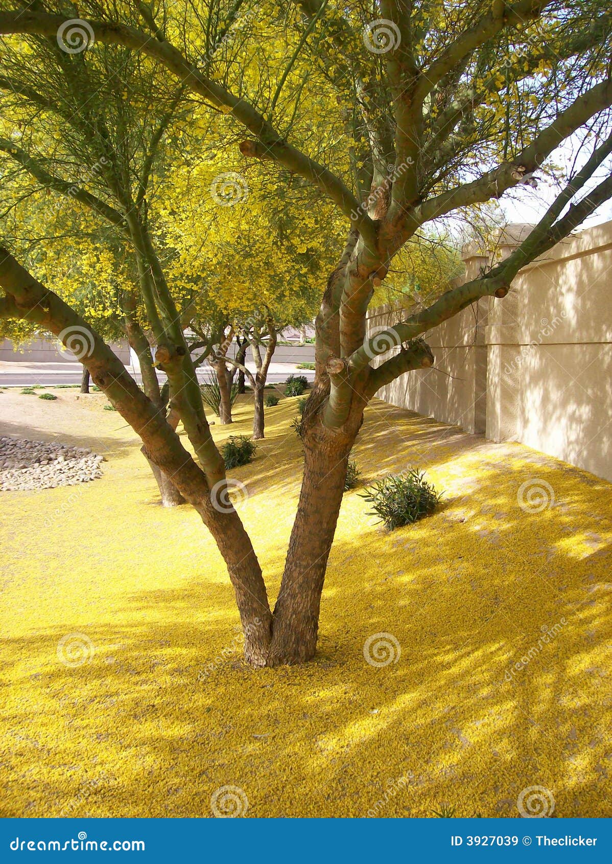 Yellow Sea of Pollen from Palo Verde Stock Image - Image of nature ...