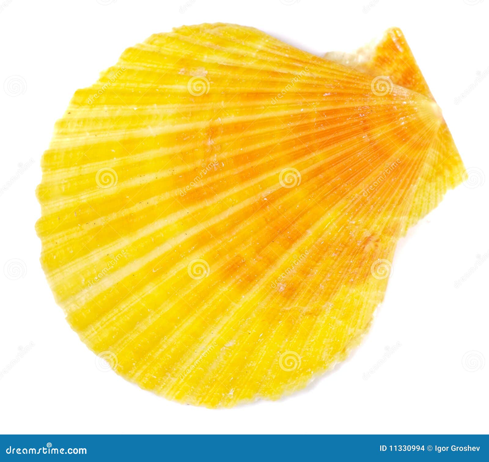 Yellow sea shell stock photo. Image of souvenir, shell - 11330994