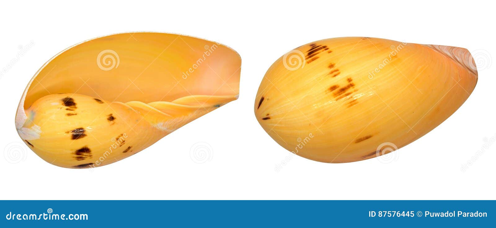 Yellow Sea Shells Isolated on White Stock Image - Image of yellow ...