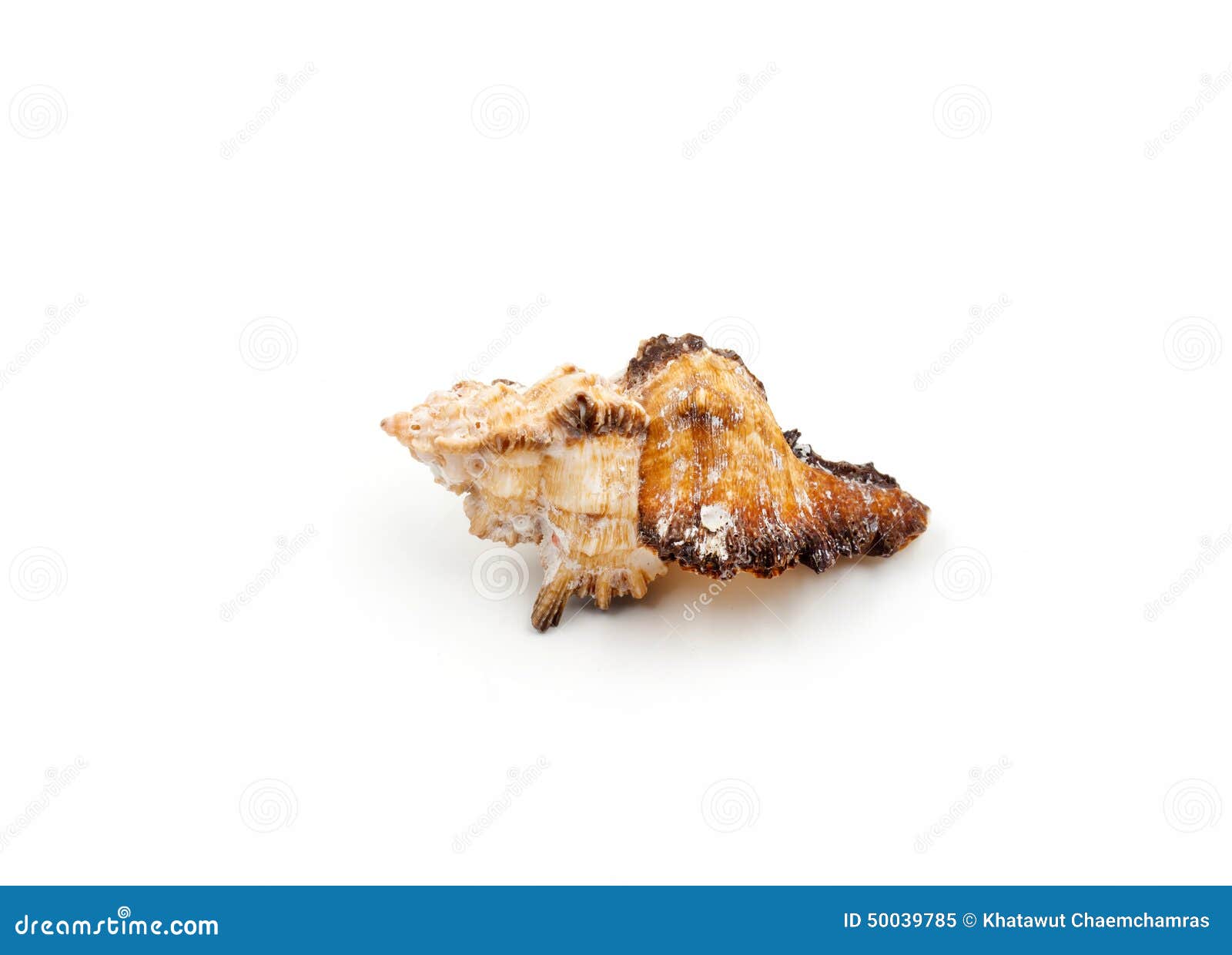 Yellow Sea shells on white stock image. Image of natural - 50039785