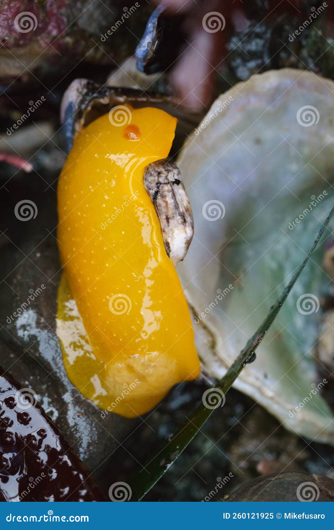 Yellow Sea Slug stock image. Image of slippery, slimy - 260121925
