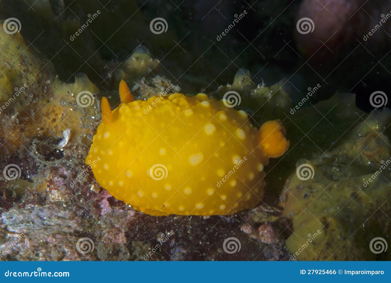 Yellow sea slug stock photo. Image of striped, great - 27925466