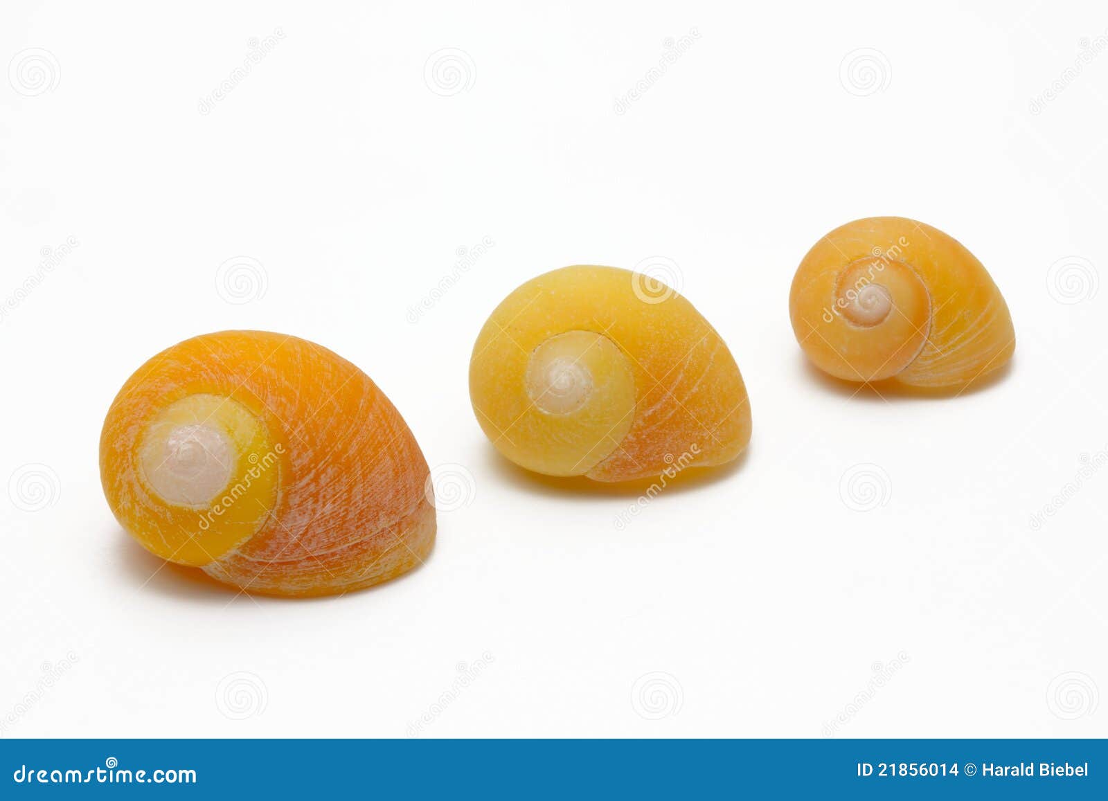 Yellow sea snails stock photo. Image of background, ocean - 21856014