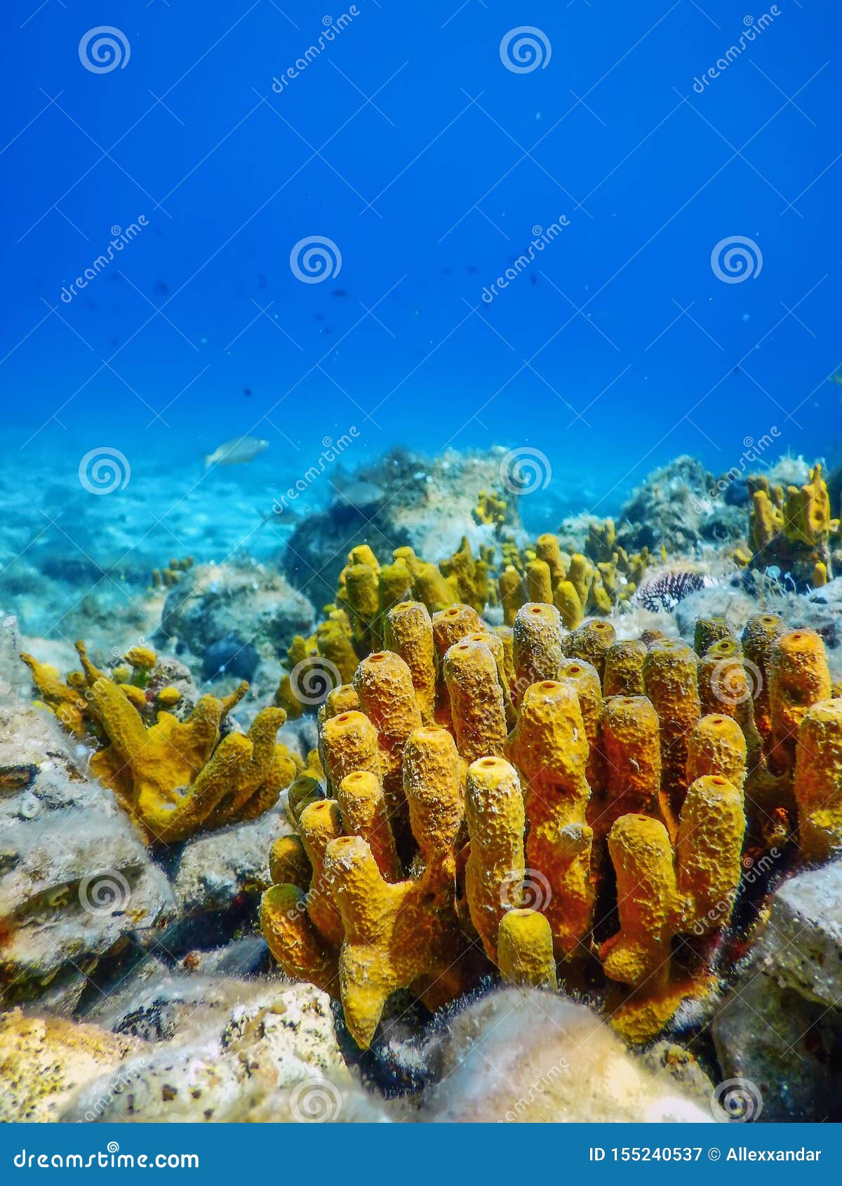 Yellow Sea Sponge, Bottom of Tropical Sea, Underwater Stock Image ...