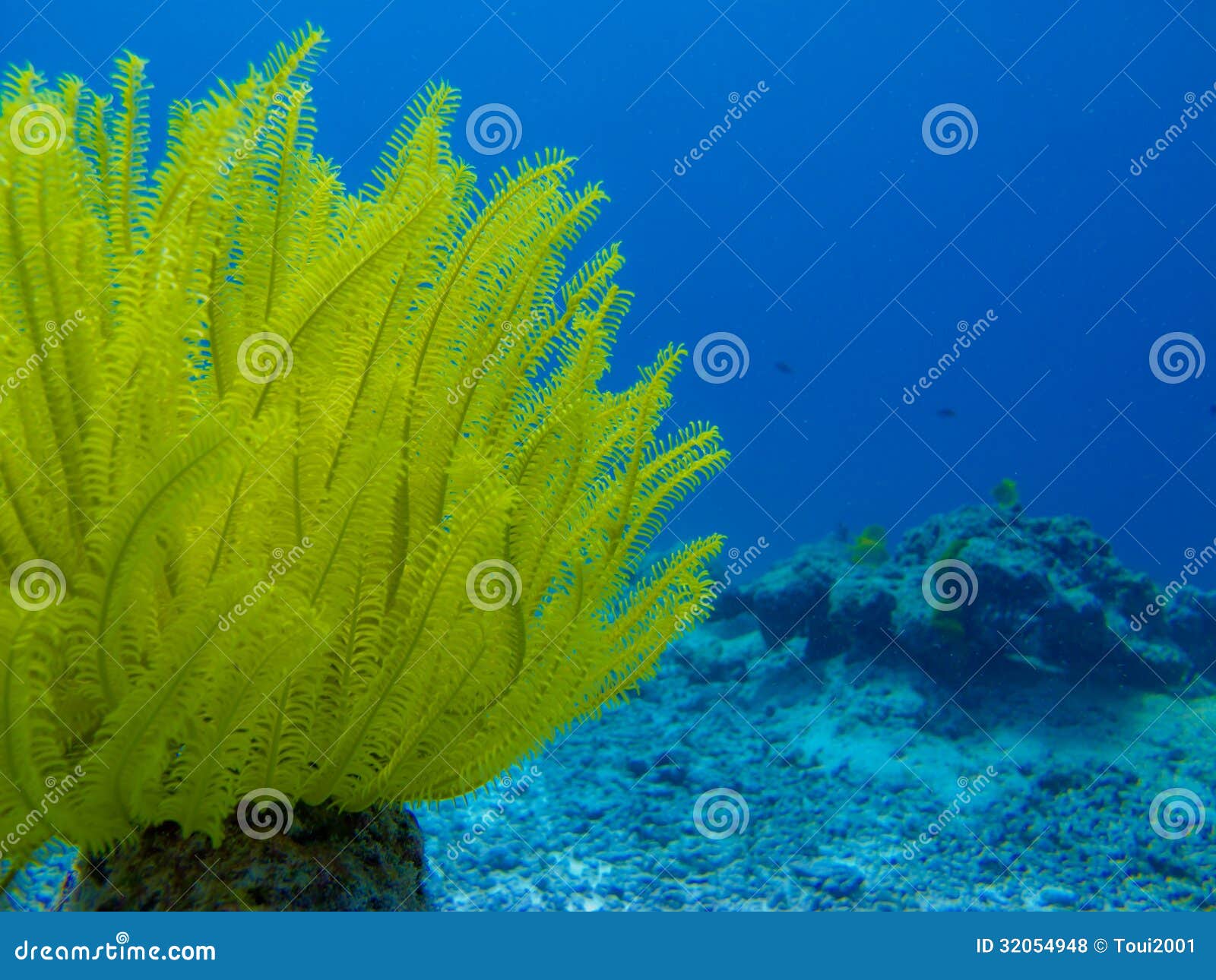 Yellow sea star stock photo. Image of bluesea, nature - 32054948