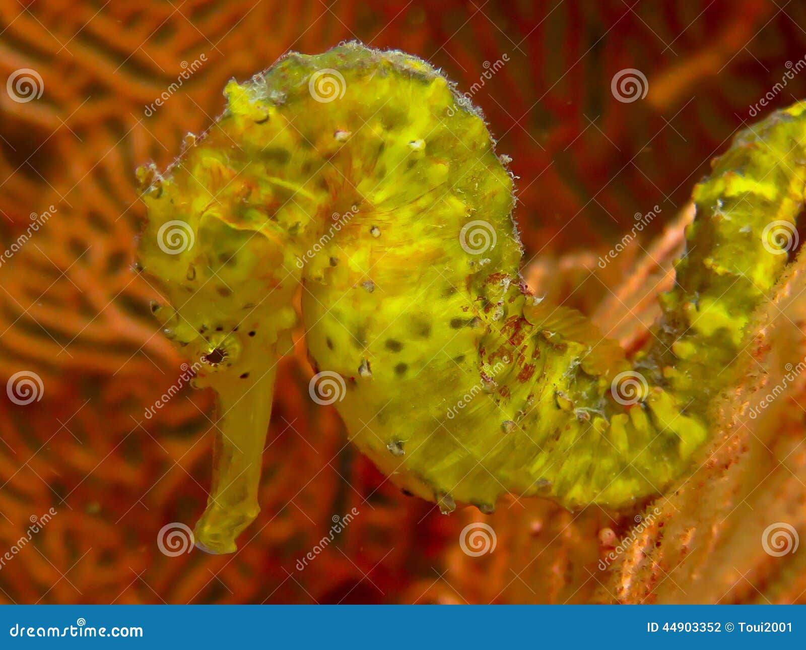 Yellow seahorse stock photo. Image of blue, underwater - 44903352