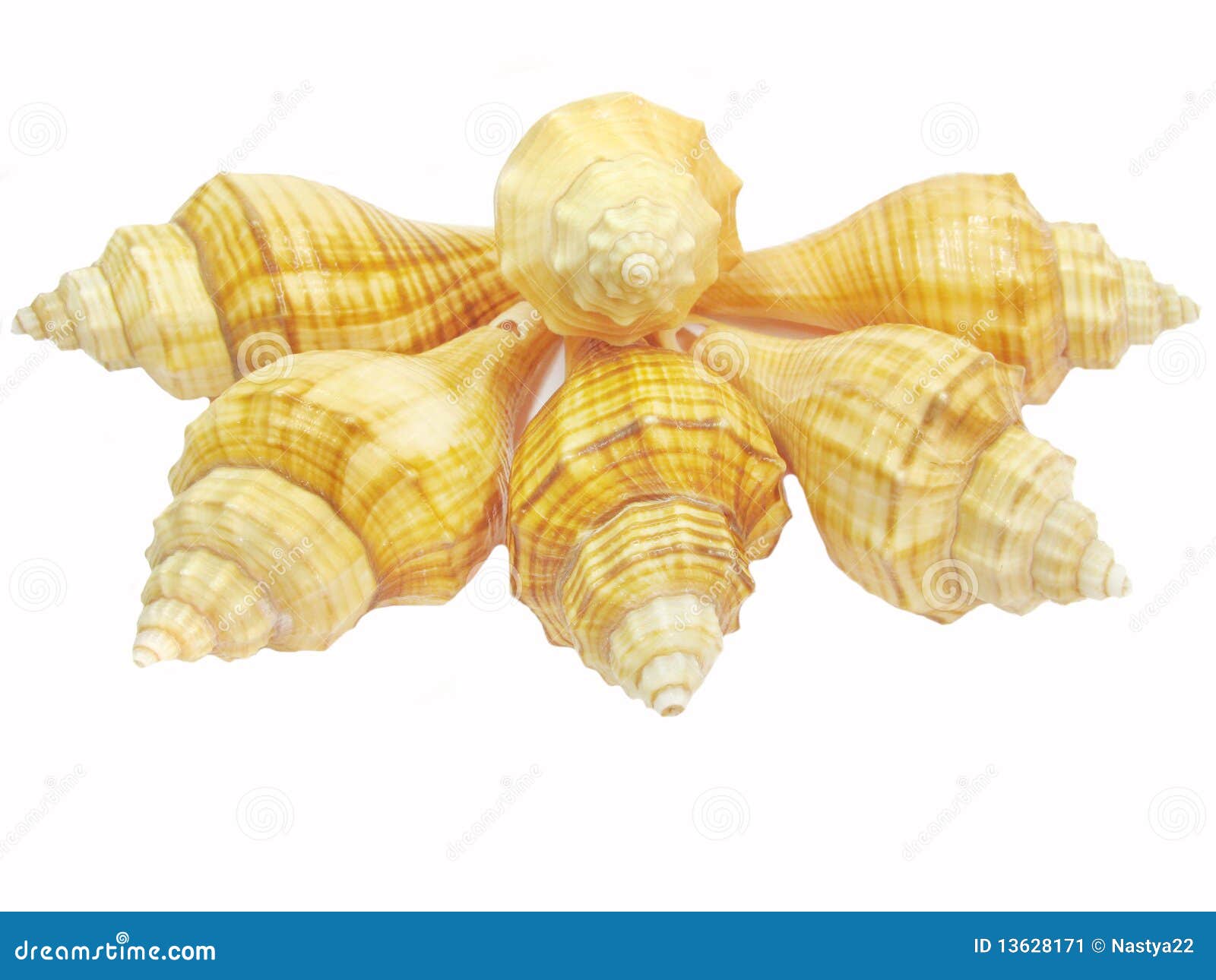 Yellow seashell stock image. Image of color, shell, underwater - 13628171