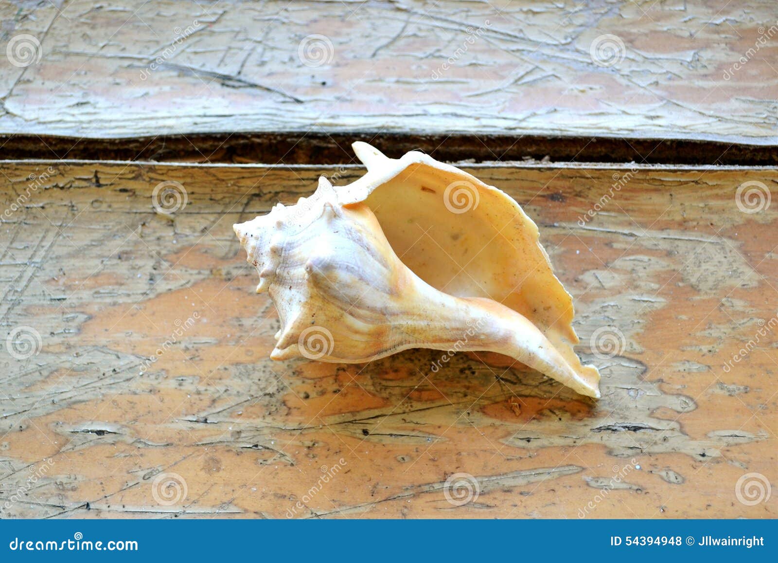 Yellow Seashell stock photo. Image of varnish, tabletop - 54394948
